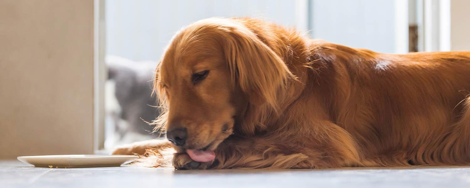 Why Does My Dog Lick Himself Why Does My Dog Lick Himself